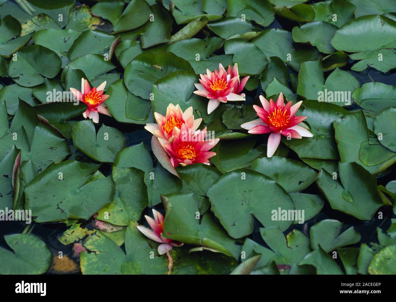 Nymphaea 'Paul Hariot' Stock Photo - Alamy