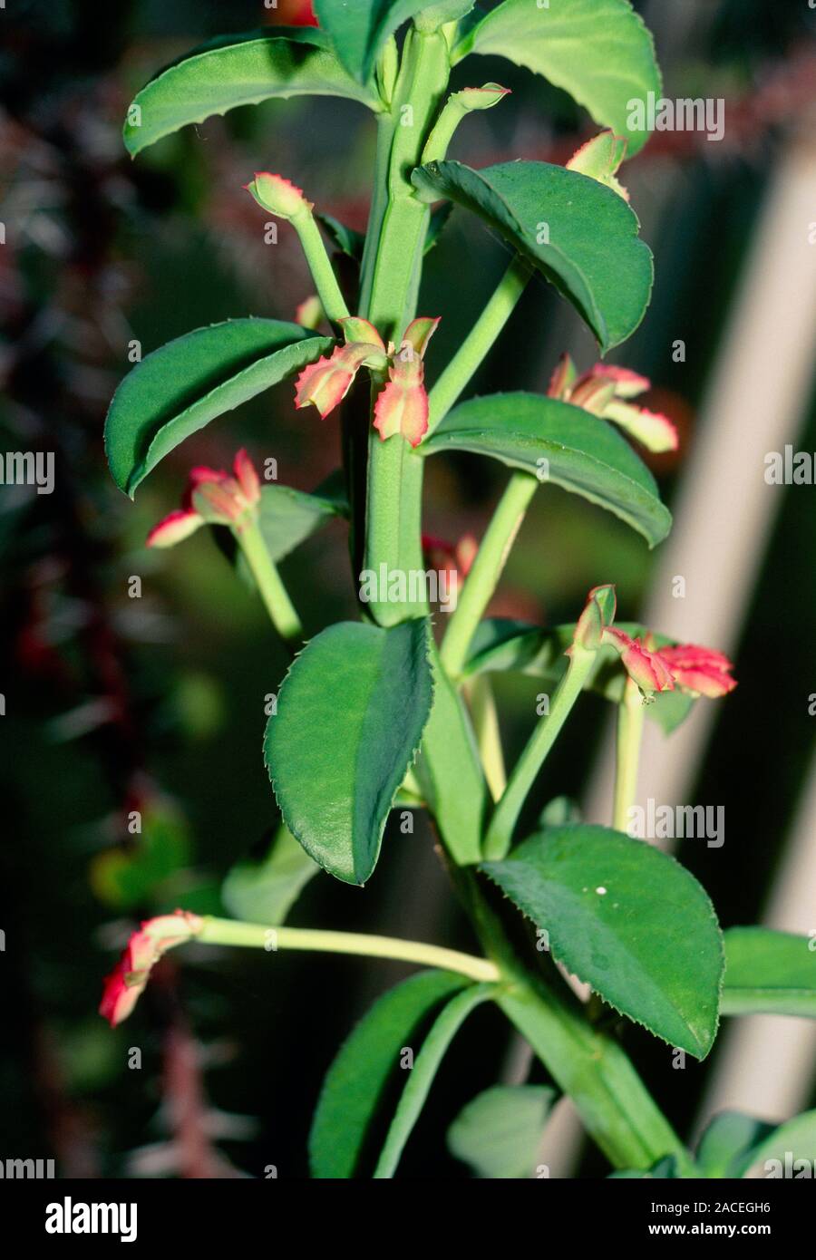 Monadenium plant (Monadenium coccineum Stock Photo - Alamy