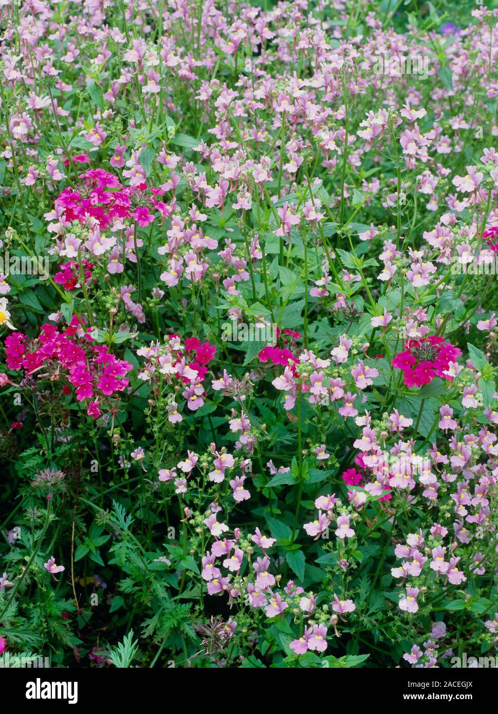 Nemesia denticulata. Mass of lilac-pink flowers flowering with Verbena ...