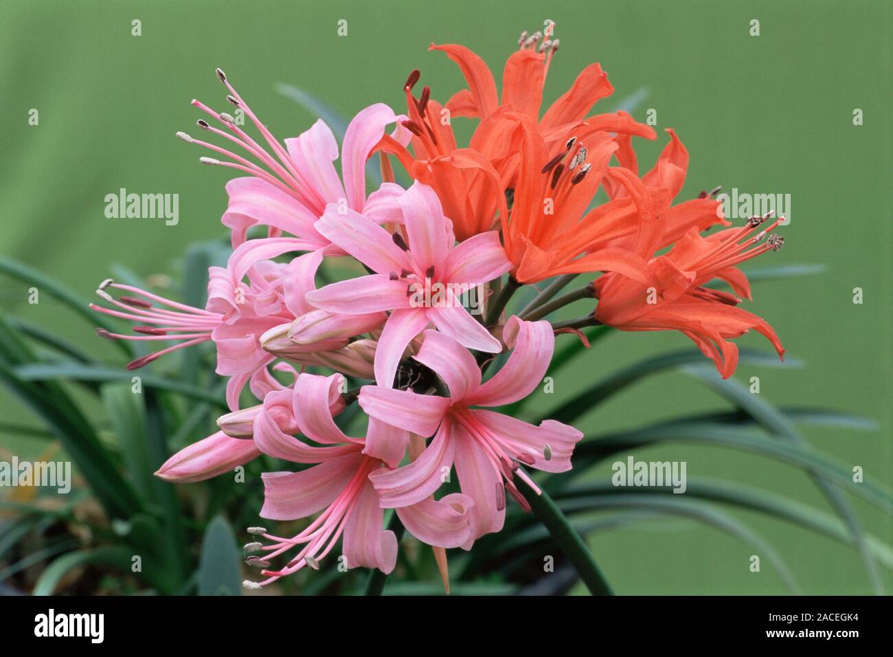 Nerine flowers (Nerine corusca 'Major'), red, and (Narine 'Stephanie ...