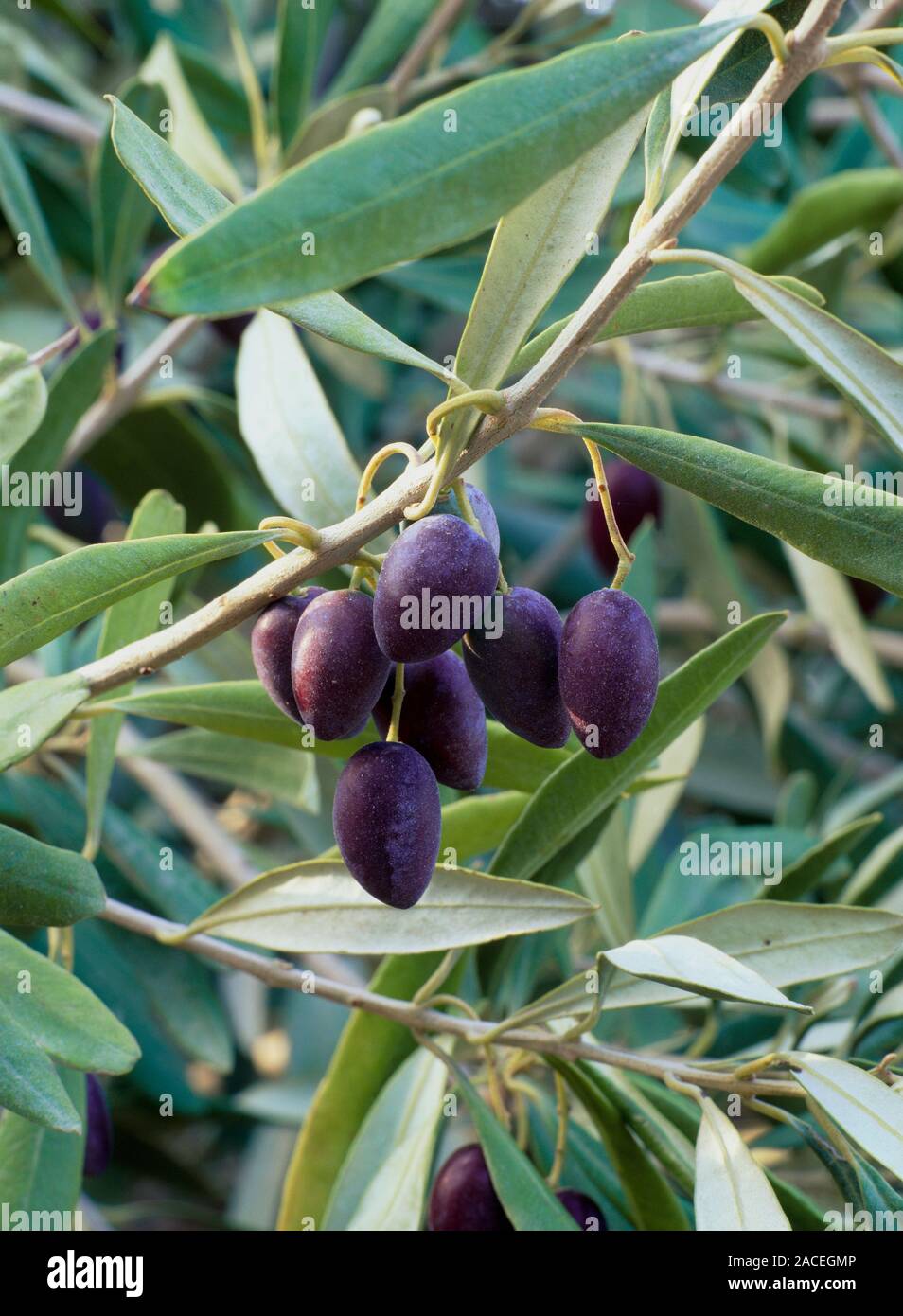 Olea europaea. Common olive Stock Photo - Alamy