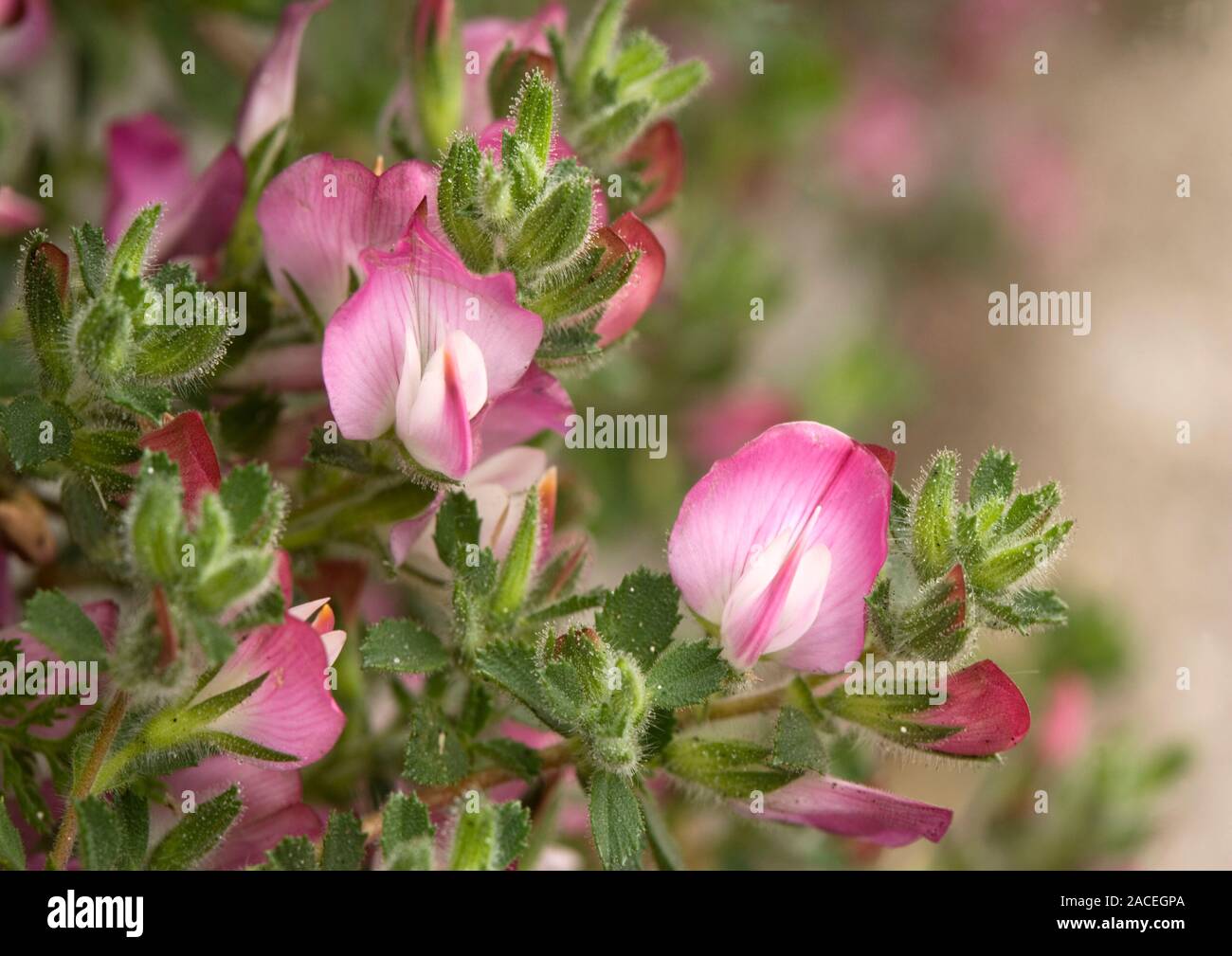 Rest-harrow flowers (Ononis repens Stock Photo - Alamy