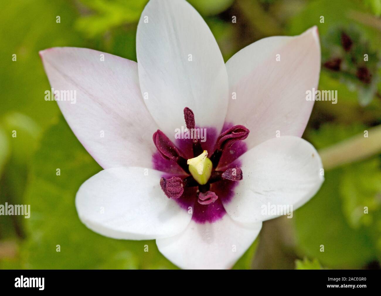 Lady tulip flower (Tulipa clusiana). Photographed in Chios, Greece ...