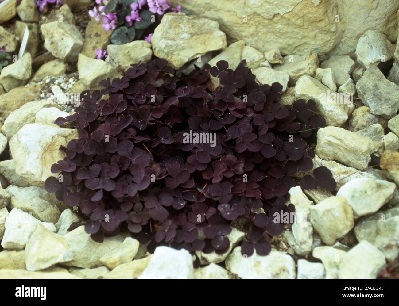 Purple wood sorrel plant (Oxalis purpurea Stock Photo - Alamy