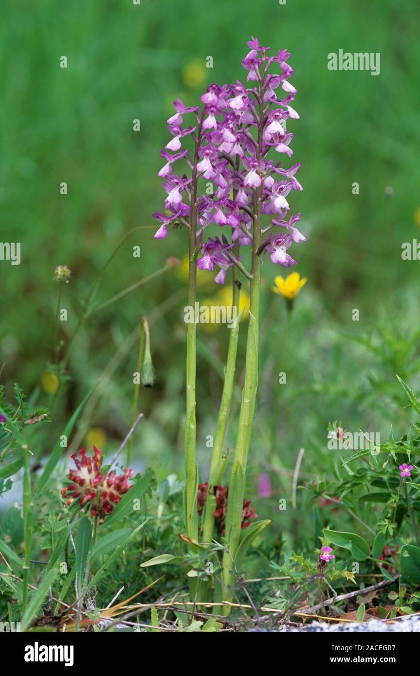 Bog Orchid (Orchis palustris). Photographed in Corfu, Greece Stock ...
