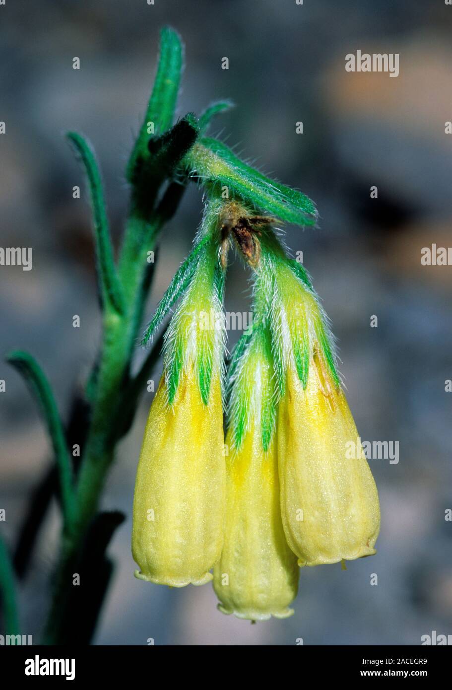 Onosma flowers (Onosma echioides Stock Photo - Alamy