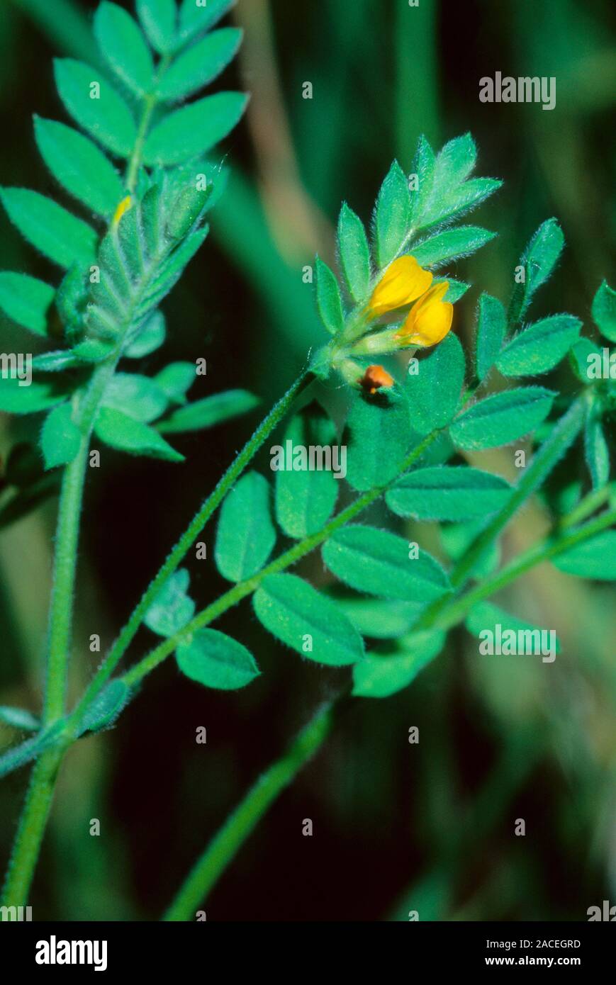 Yellow birdsfoot (Ornithopus compressus Stock Photo - Alamy