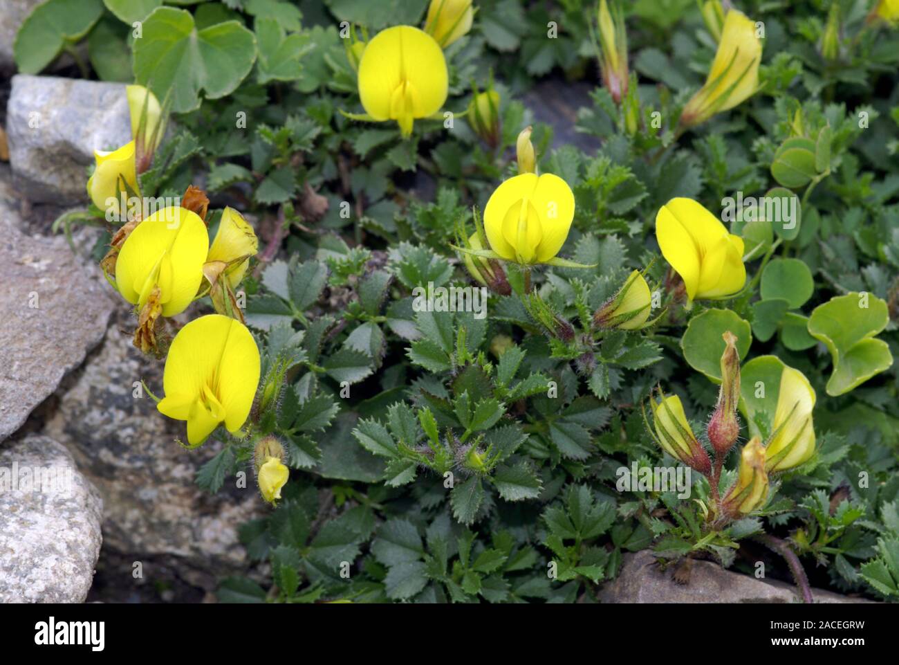 Restharrow flowers (Ononis minutissima Stock Photo - Alamy
