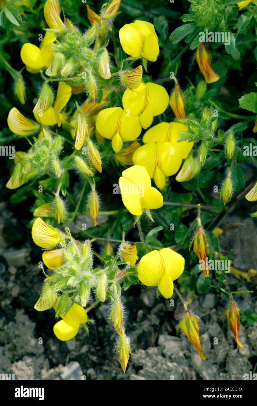 Large yellow restharrow (Ononis natrix Stock Photo - Alamy