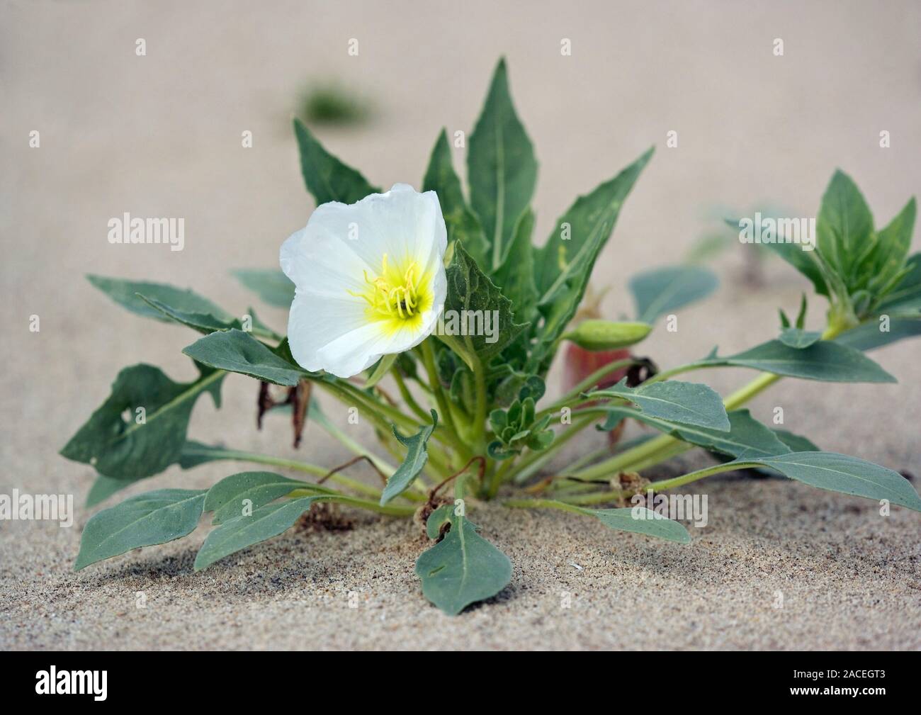 Desert primrose flower (Oenothera deltoides). Photographed in the USA ...