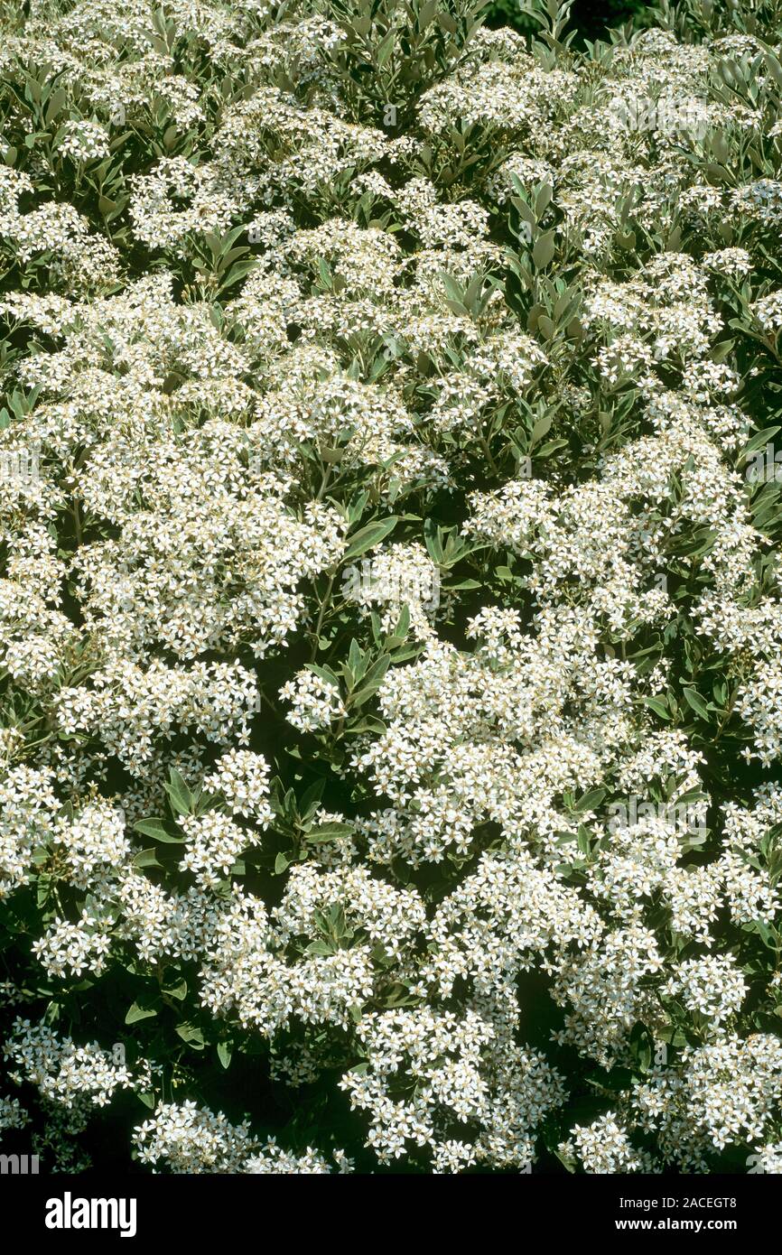 Olearia x oleifolia. Mass of white daisy-like flowers Stock Photo - Alamy