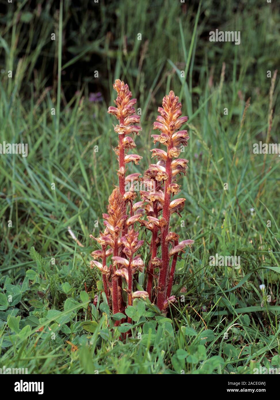 Common Broomrape (Orobanche minor) on Trifolium sp. This species is a ...