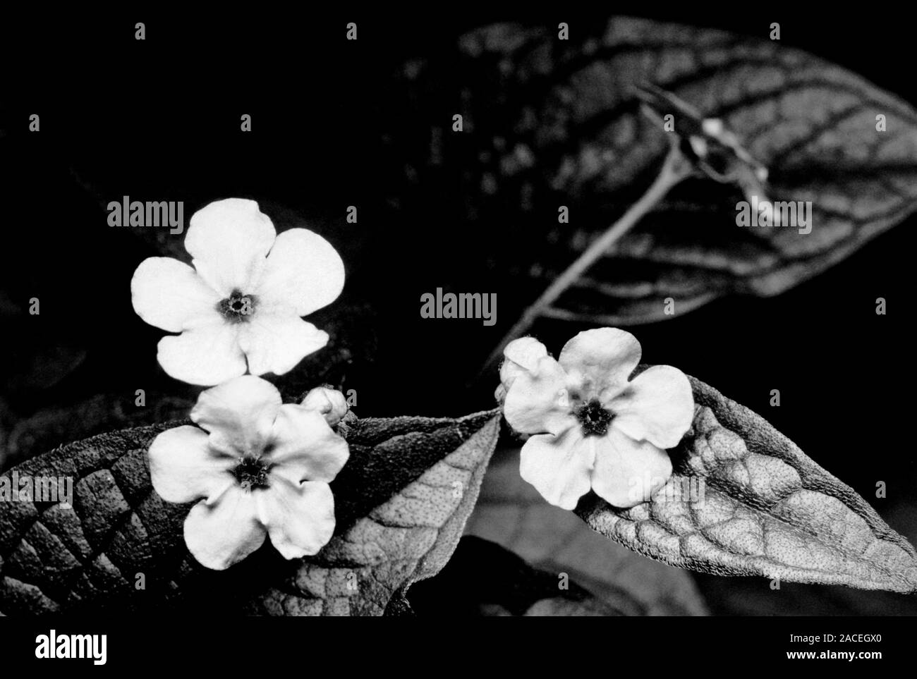 Blue-eyed Mary in UV light. Coloured photograph of Blue-eyed Mary ...