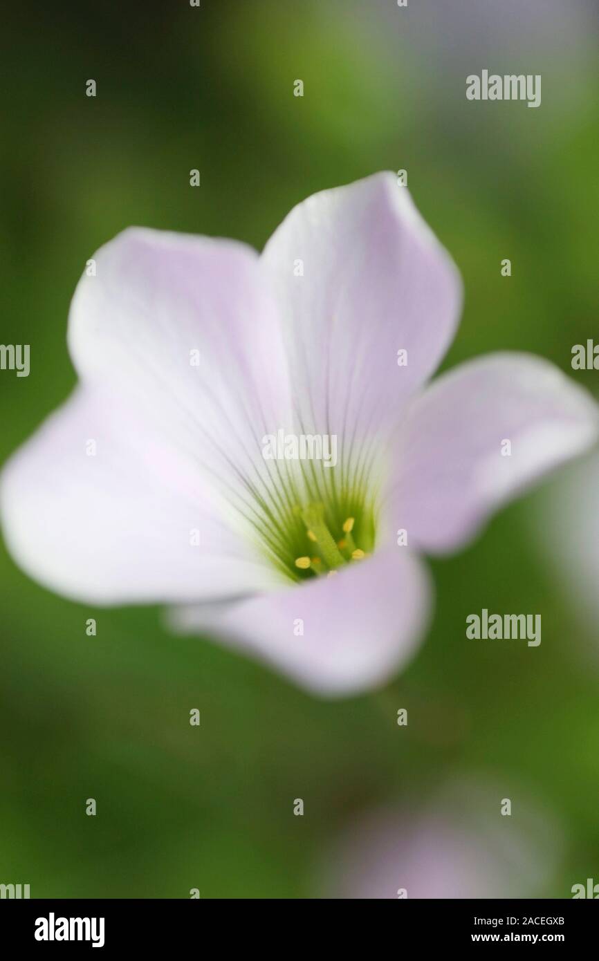 Sorrel flower (Oxalis incarnata). Photographed in the UK, in June Stock ...