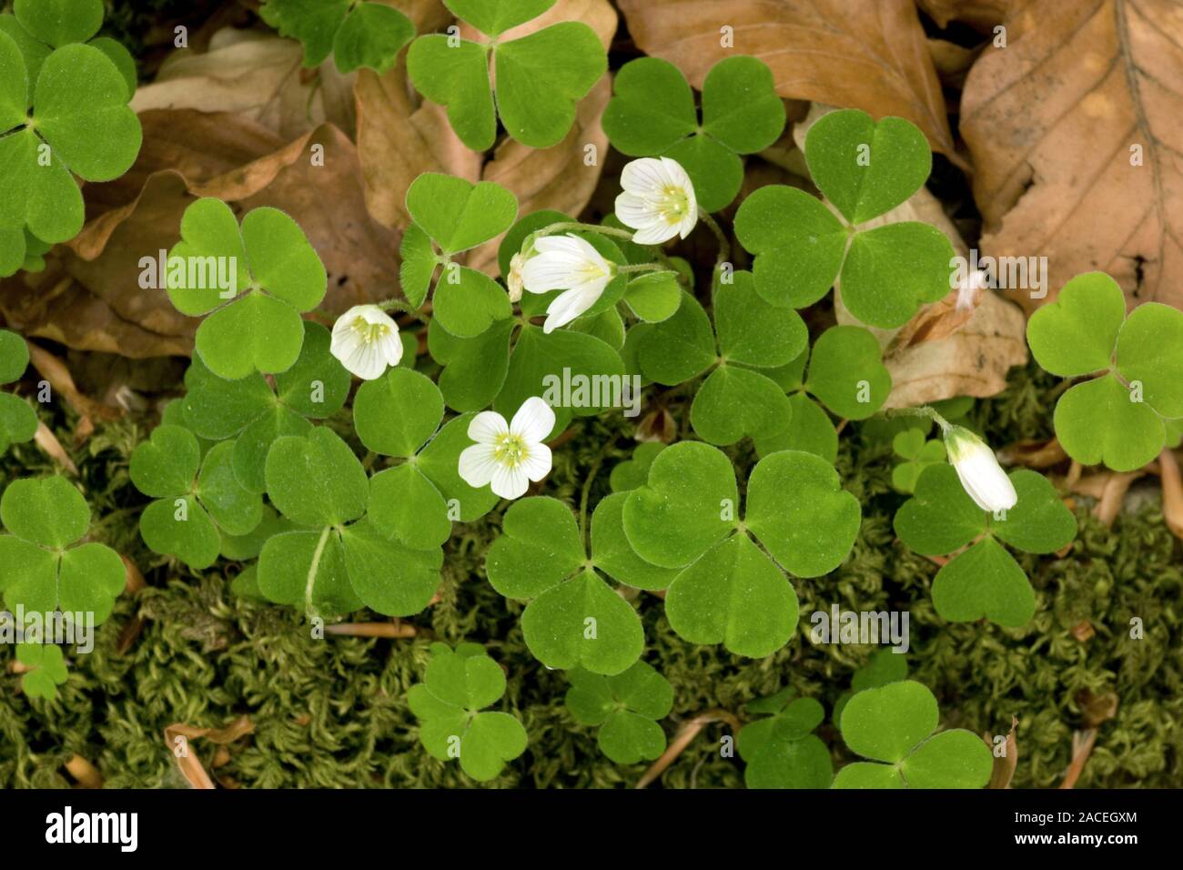 Wood sorrel flowers (Oxalis acetosella). Photographed in the Lake ...