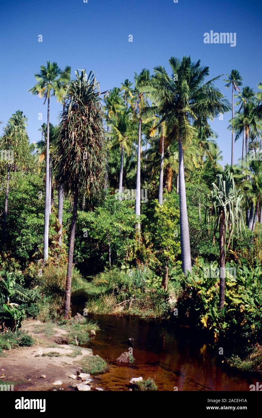 Mixed forest palms. (Pandanus pulcher) and (Ravenea rivularis ...
