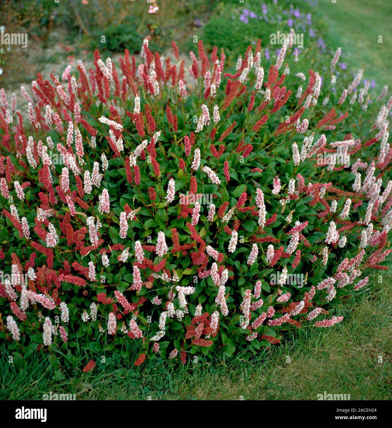 Persicaria affinis. Mass of rose-pink flowers on low growing knotweed ...