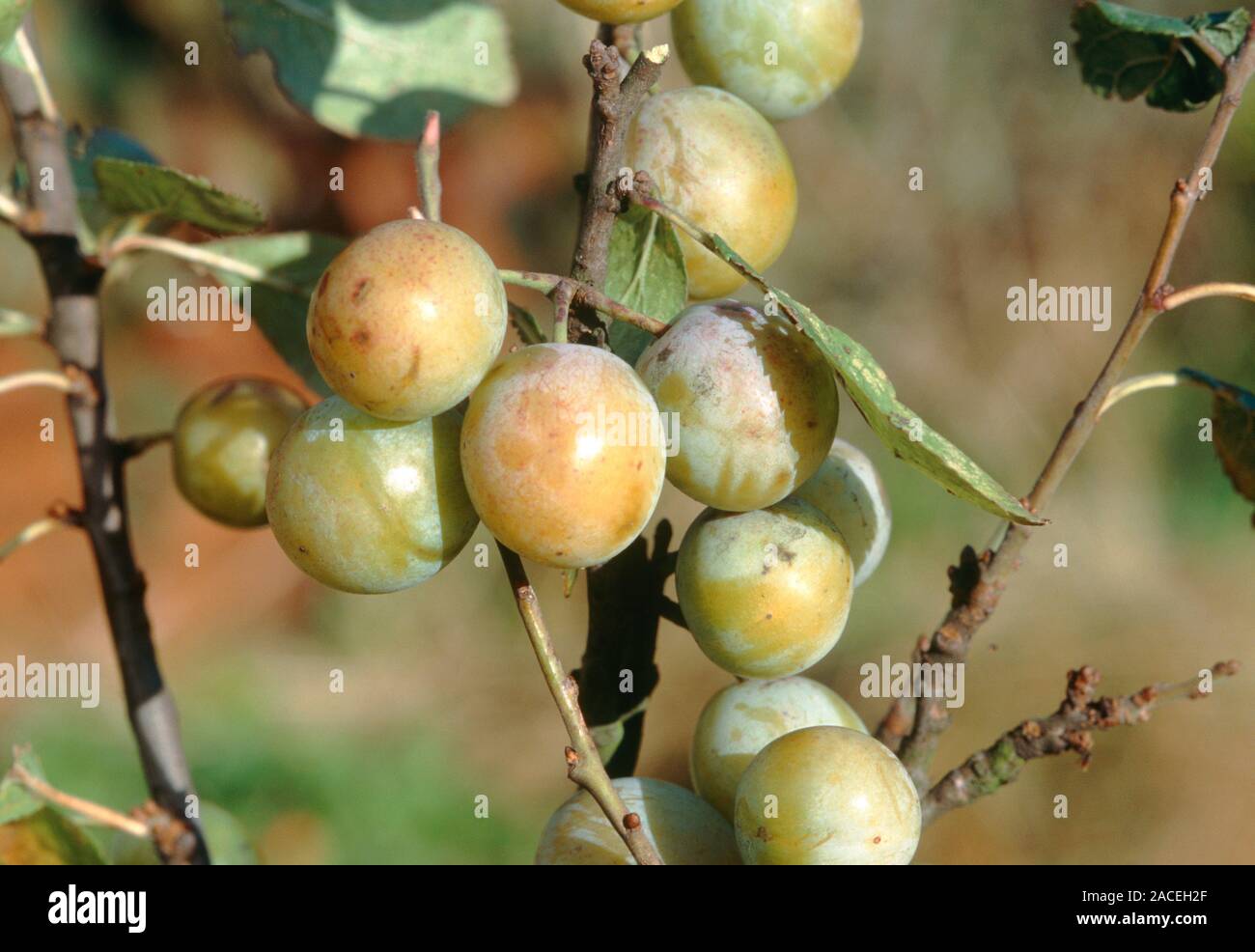 Prunus insititia. Bullace fruits, photographed in Northants Stock Photo ...