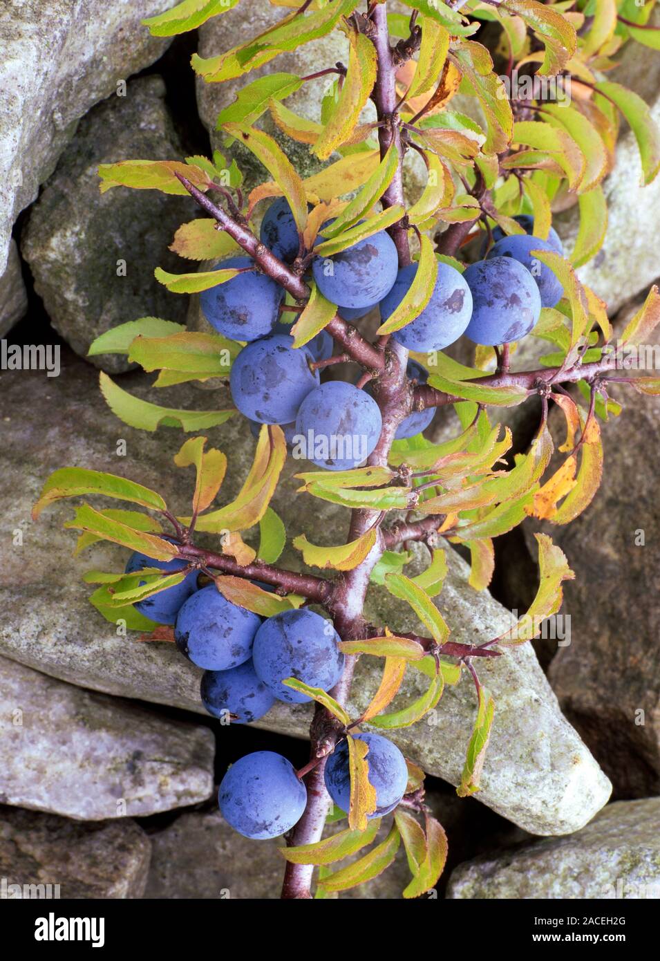 Blackthorn (Prunus spinosa) in fruit Stock Photo - Alamy