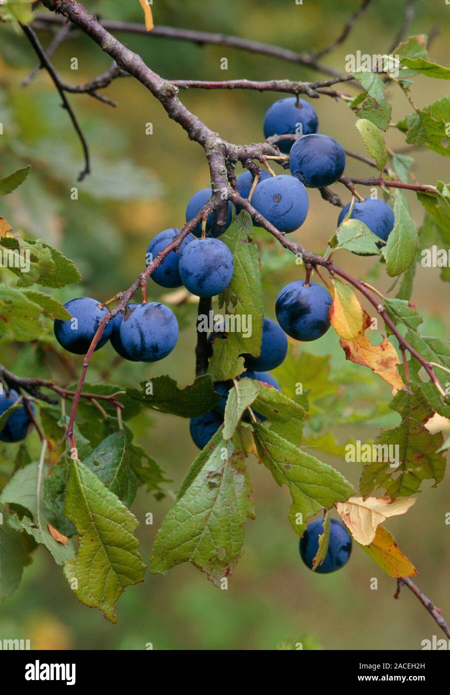Prunus insititia. Bullace fruits, photographed in Northants Stock Photo ...