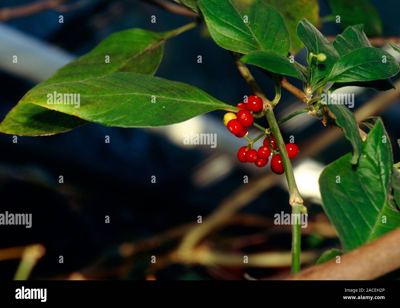 Psychotria ipecacuanha. A South American plant belonging to the madder ...