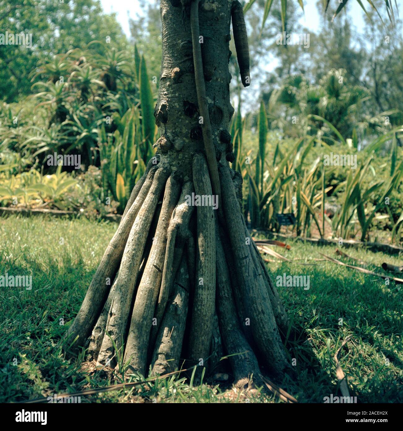 Screw Pine (Pandanus utilis). Closeup of stilt (buttress) roots Stock ...
