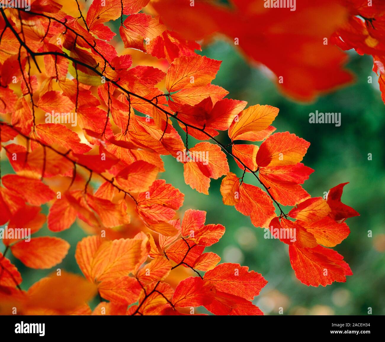 Persian ironwood (Parrotia persica). Closeup of foliage in autumn ...