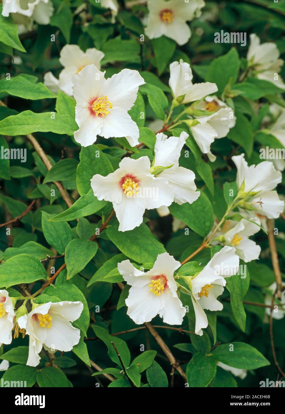 Philadelphus 'Belle Etoile' Stock Photo - Alamy
