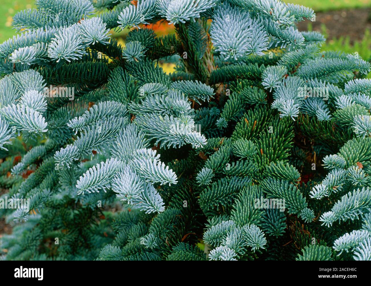 Abies procera 'Glauca Group' Stock Photo - Alamy