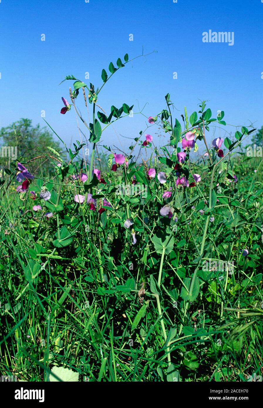 Pisum sativum subsp. elatius Stock Photo - Alamy