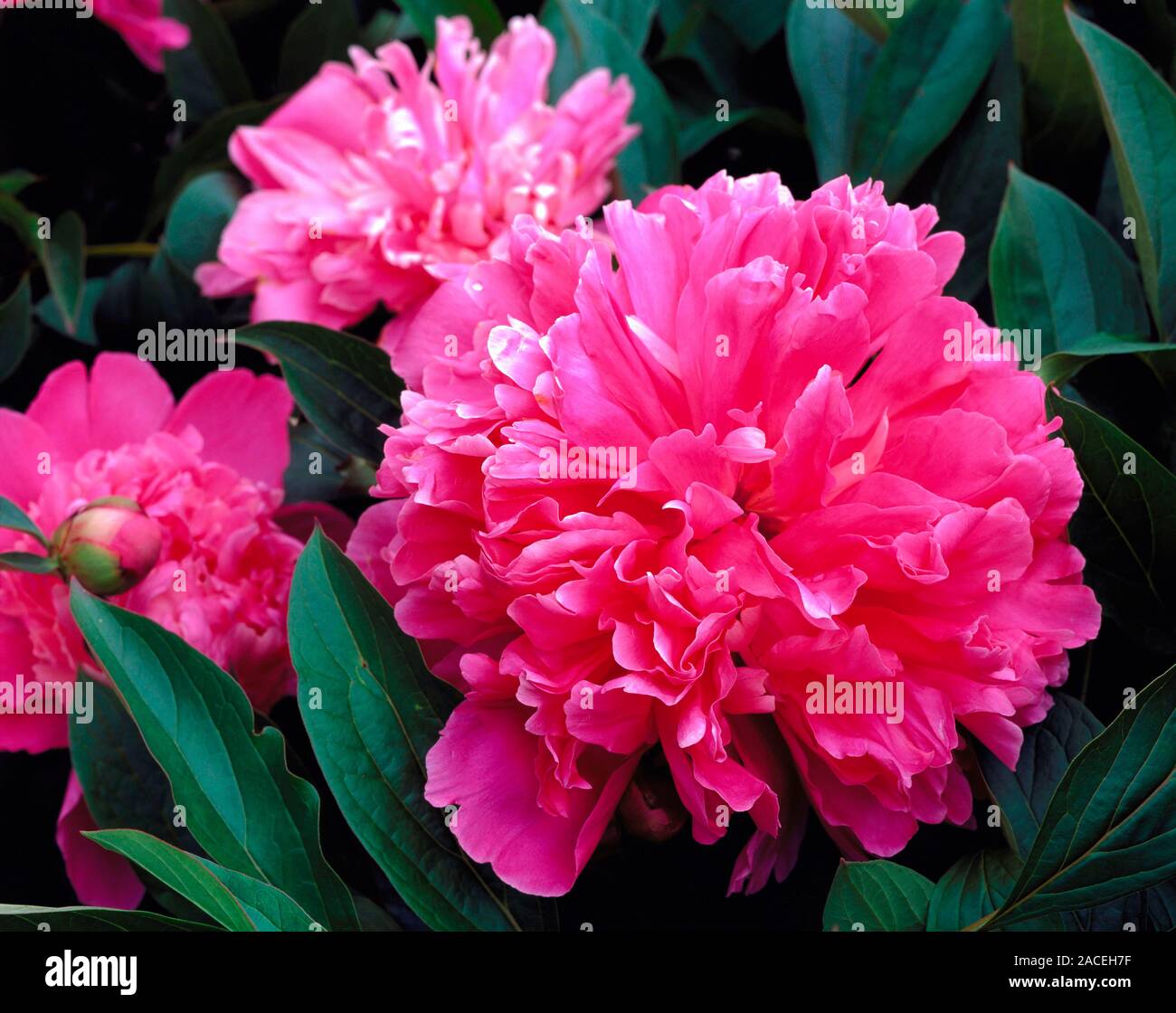 Paeonia lactiflora 'Edulis Superba' Stock Photo - Alamy