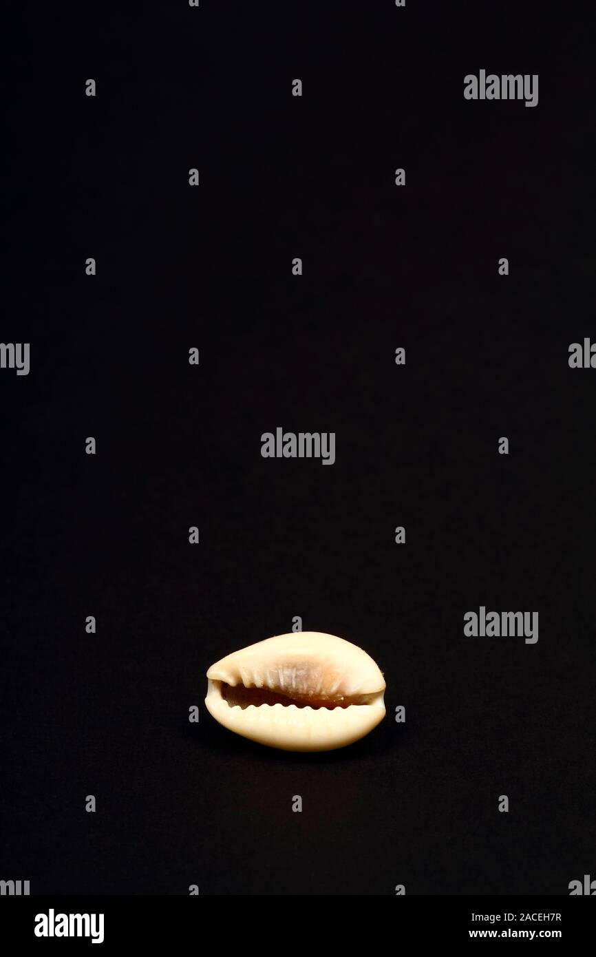 Ring top cowry sea shell hi-res stock photography and images - Alamy