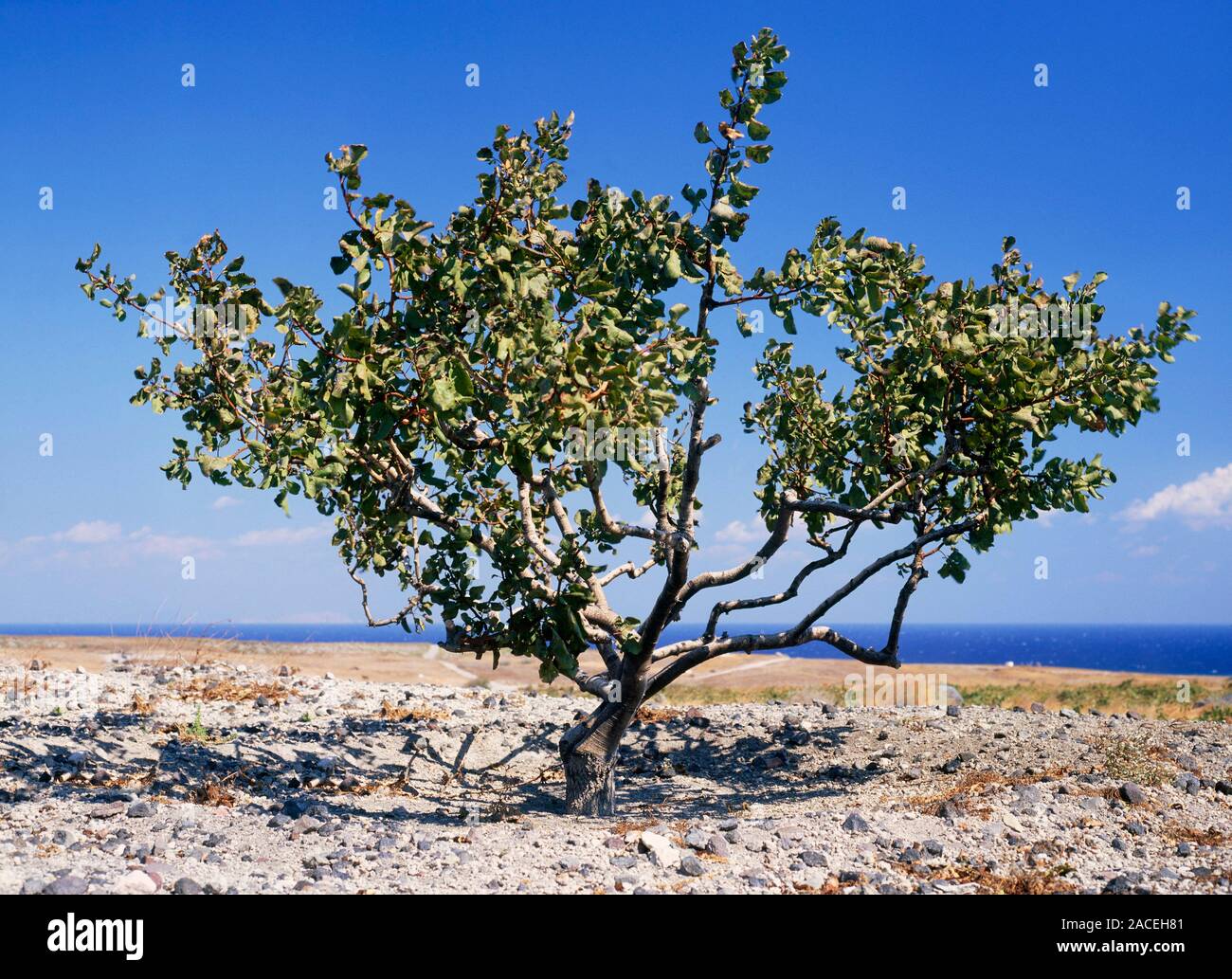 Pistachio (Pistacia vera). Lone tree in a desert landscape Stock Photo ...