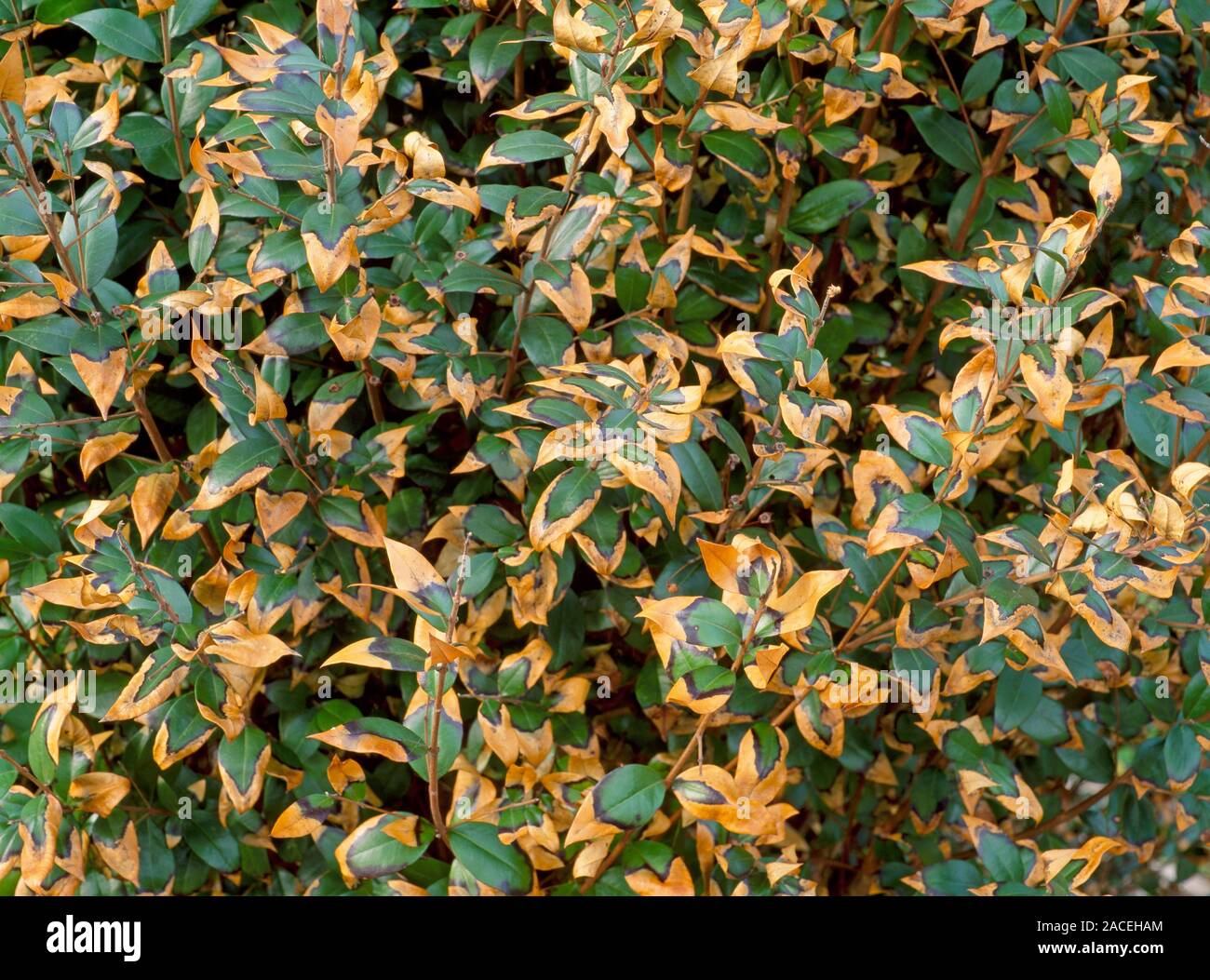 Salt (chloride) damage to Privet (Ligustrum sp Stock Photo - Alamy