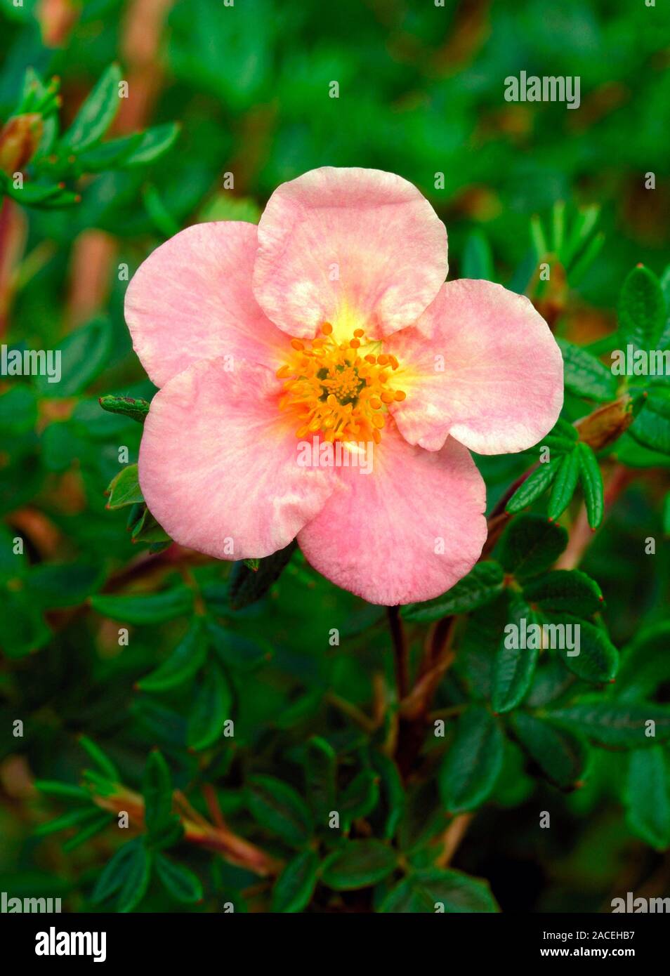 Potentilla fruticosa PRINCESS ='Blink' Stock Photo - Alamy