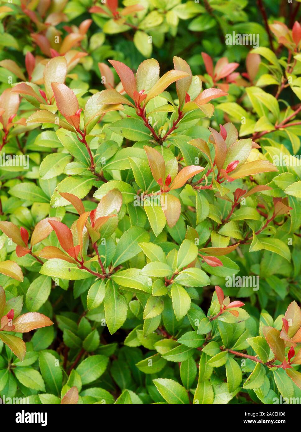 Pieris japonica 'Little Heath Green' Stock Photo - Alamy