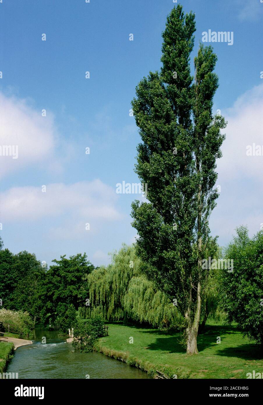 Lombardy Poplar (Populus nigra 'Italica' Stock Photo - Alamy
