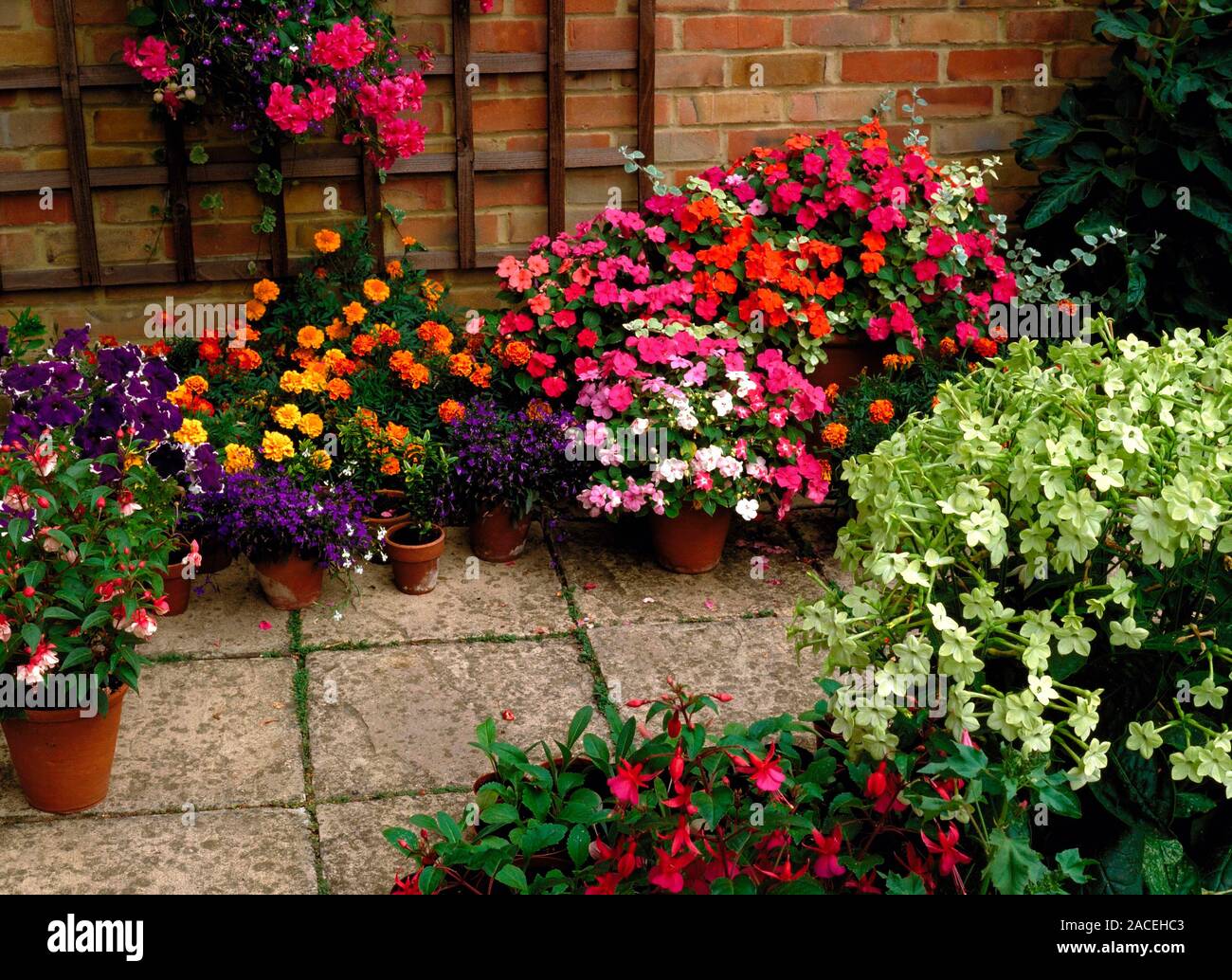 PATIO. With collection of plants in pots featuring Fuchsia, Pelargonium ...