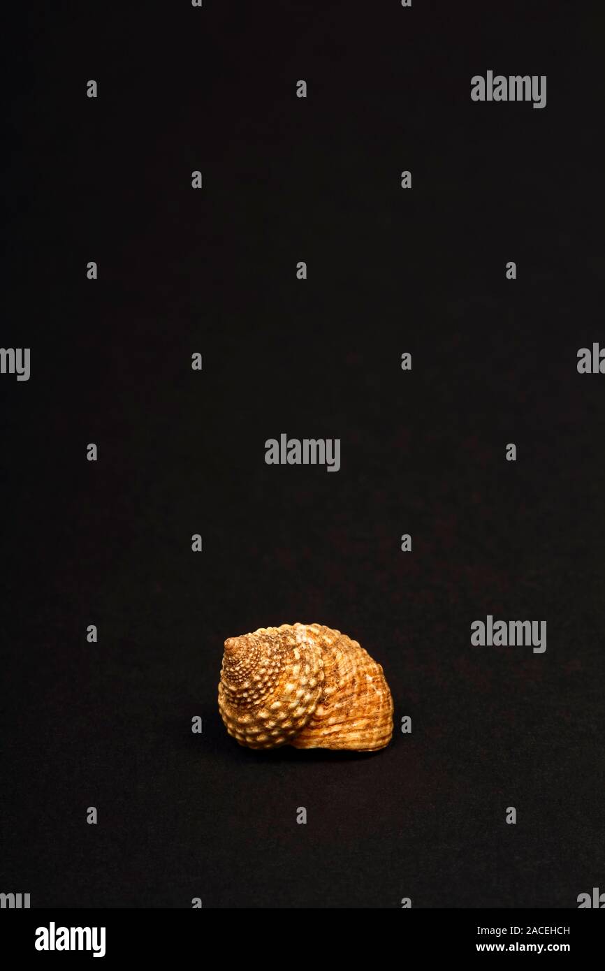 Rock snail sea shell hi-res stock photography and images - Alamy