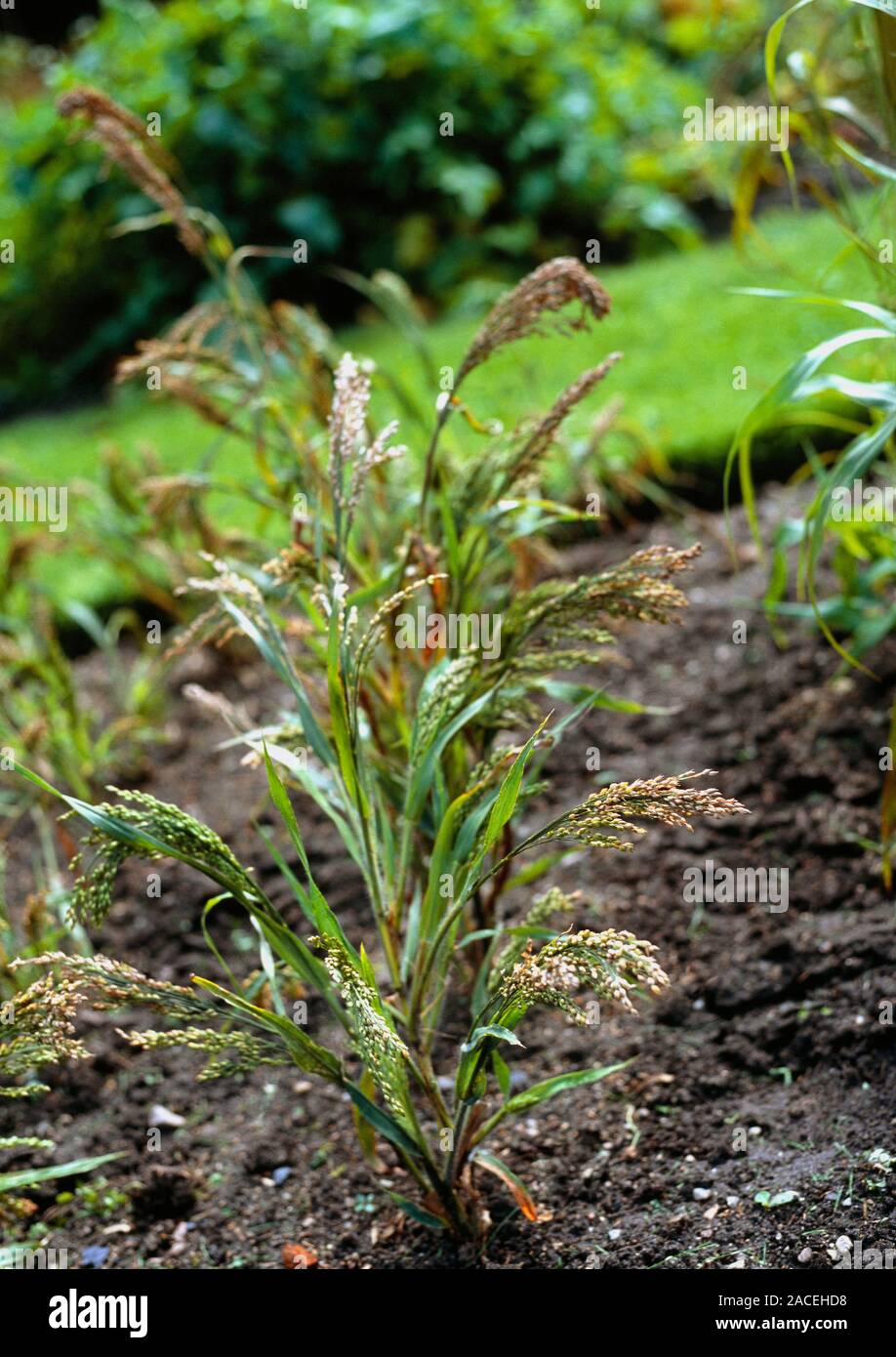 Millet (Panicum miliaceum Stock Photo - Alamy