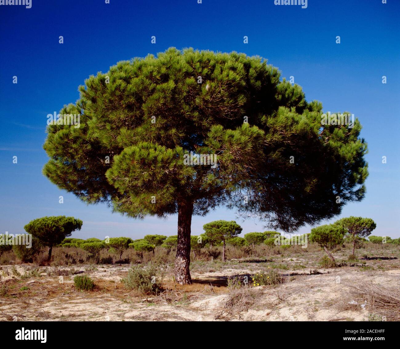 Stone Pine (Pinus pinea Stock Photo - Alamy