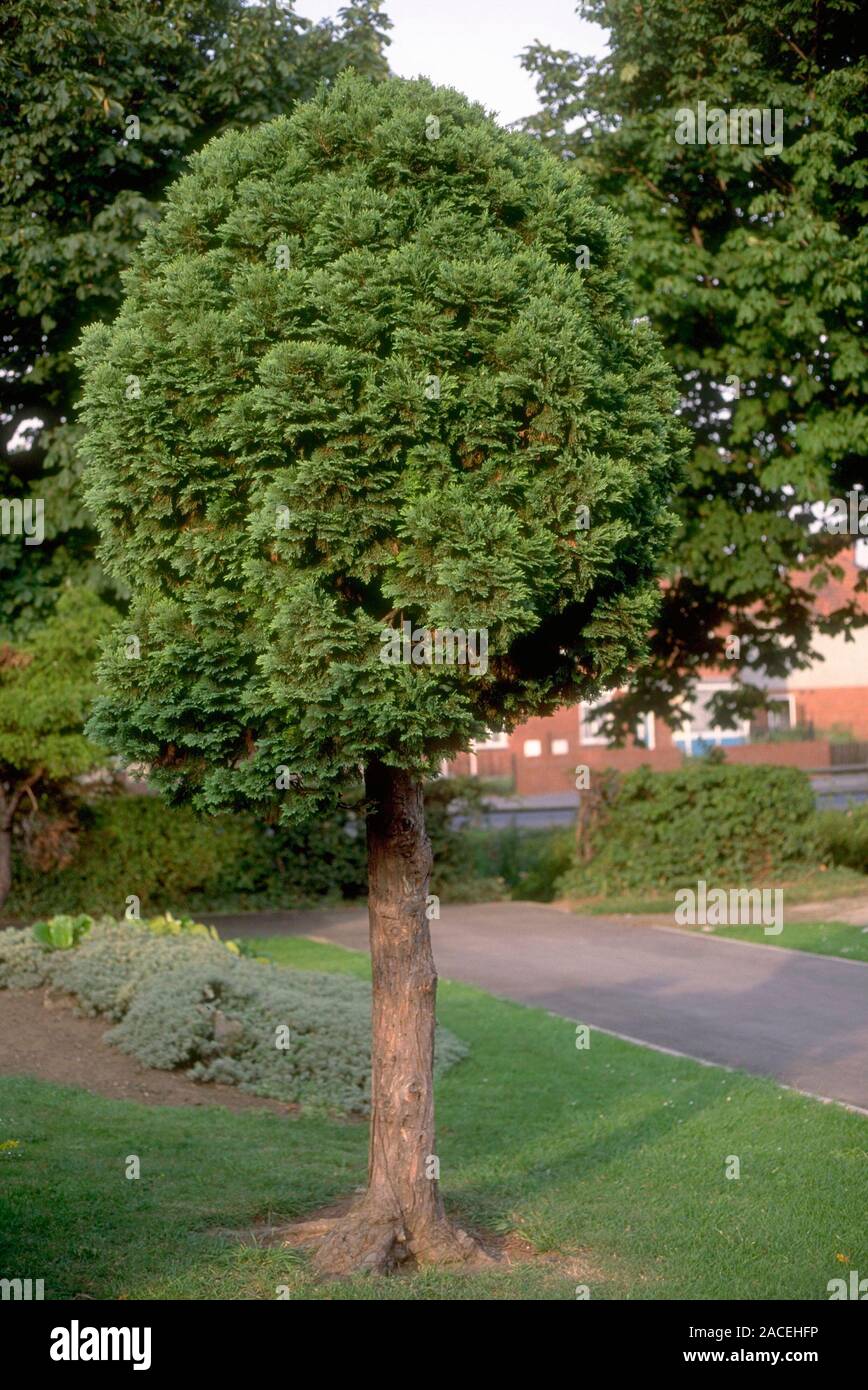 Clipped conifer. Conifer with pruned trunk and clipped upper foliage ...