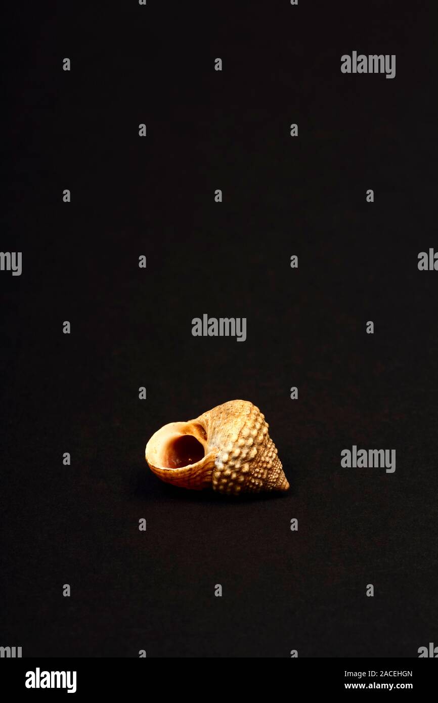 Goose pimple snail hi-res stock photography and images - Alamy