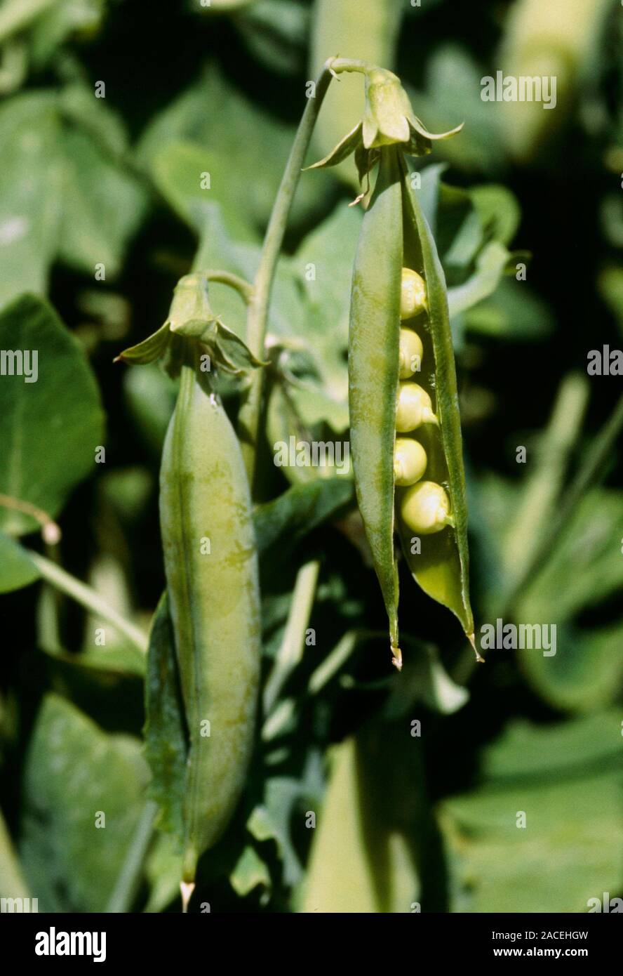 Pisum sativum. Close up of pea pods on plant Stock Photo - Alamy