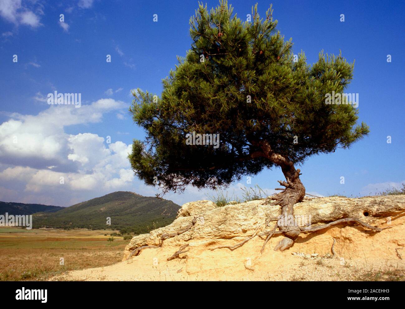 Aleppo Pine (Pinus halepensis). Photographed in Pin Alep El Krib ...