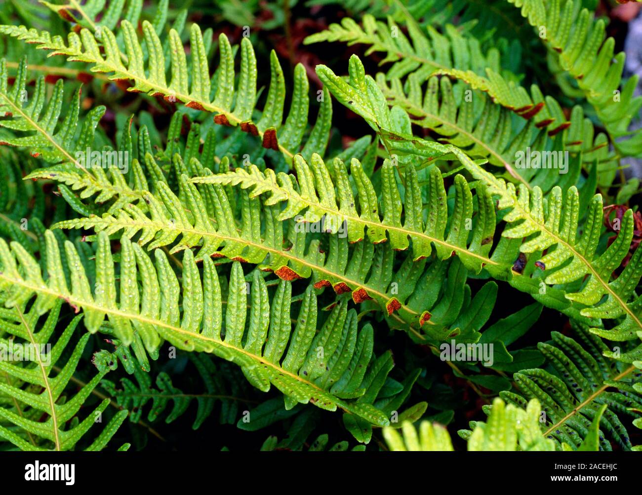 Common polypody (Polypodium vulgare Stock Photo - Alamy