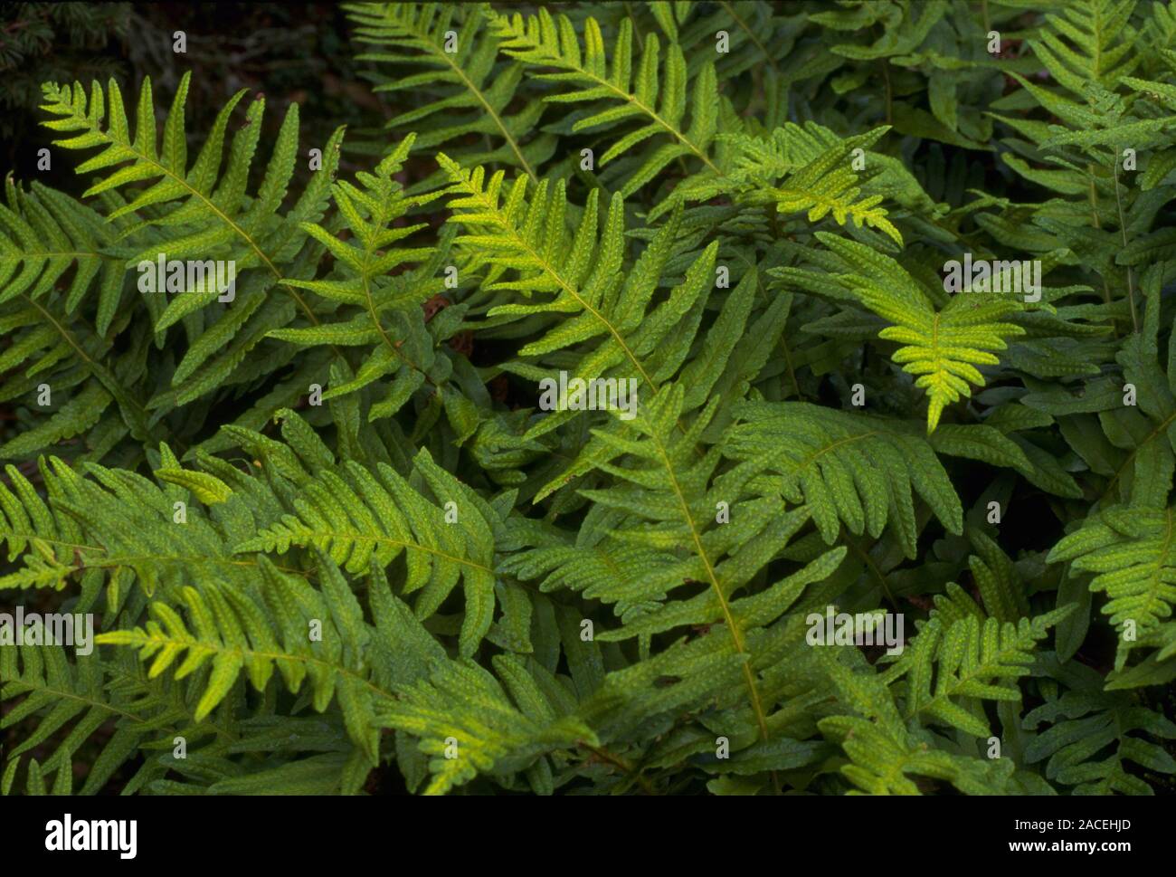 Common polypody (Polypodium vulgare Stock Photo - Alamy