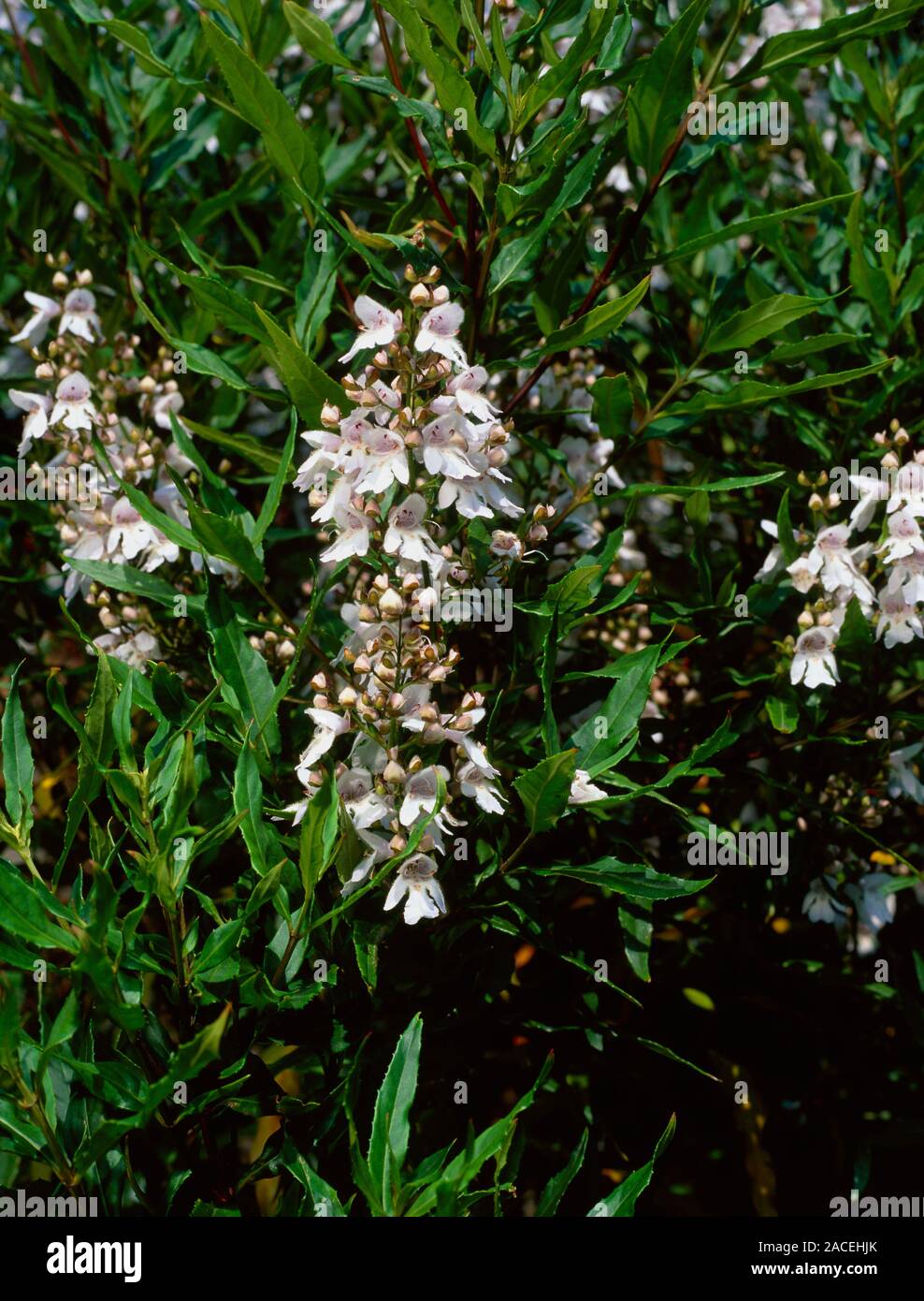 Christmas Mint Bush (Prostanthera lasianthos Stock Photo - Alamy