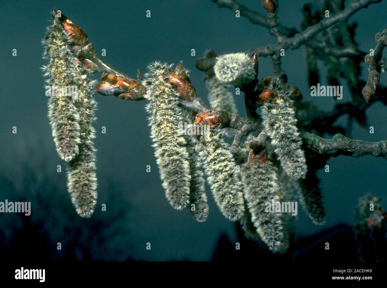 Aspen (Populus tremula). Male catkins Stock Photo - Alamy