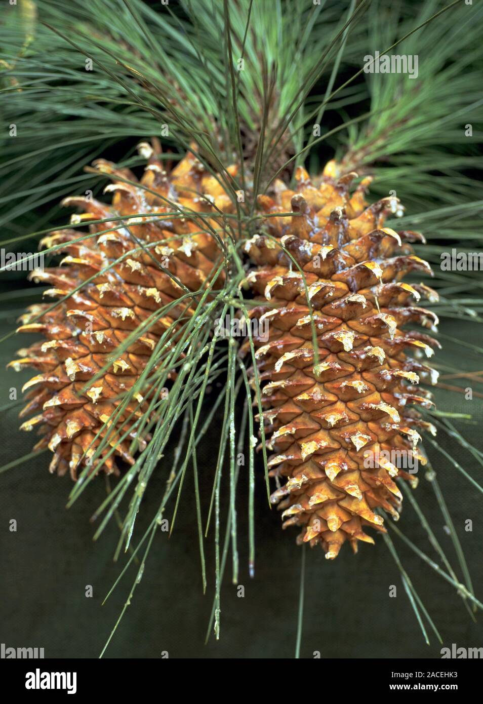 Big-cone pine (Pinus coulteri Stock Photo - Alamy